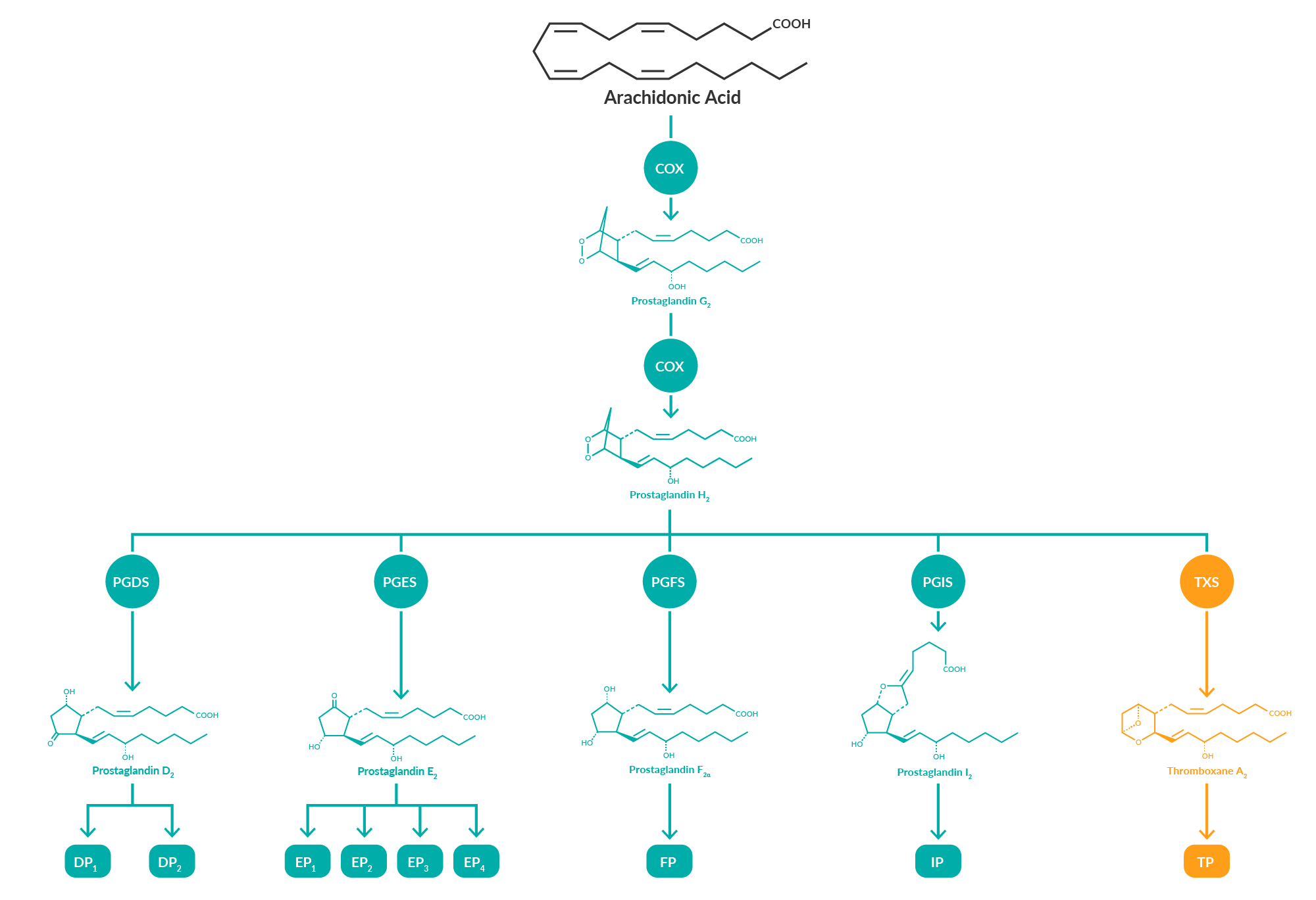 Arachidonic Acid Cox Pathway